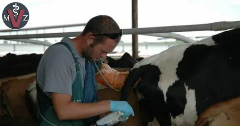 Consejos básicos para la inseminación artificial de vacas » Médico Veterinario Zootecnista