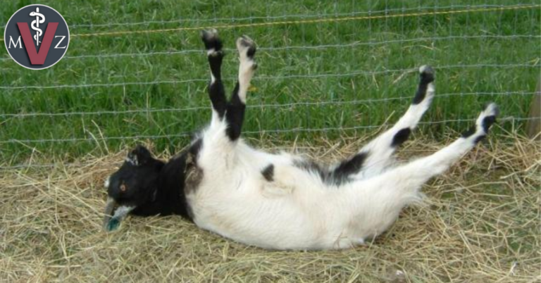 ¿Por qué algunas cabras se desmayan cuando están asustadas? » Médico ...