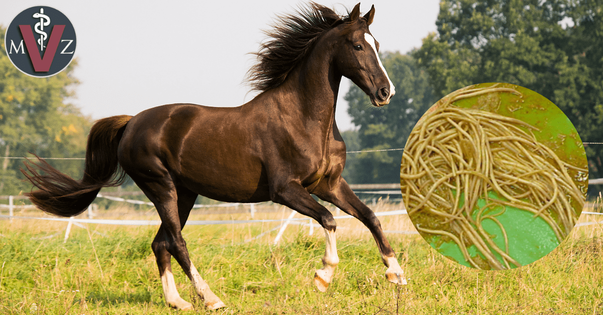Principales trastornos gastrointestinales en caballos » Médico ...