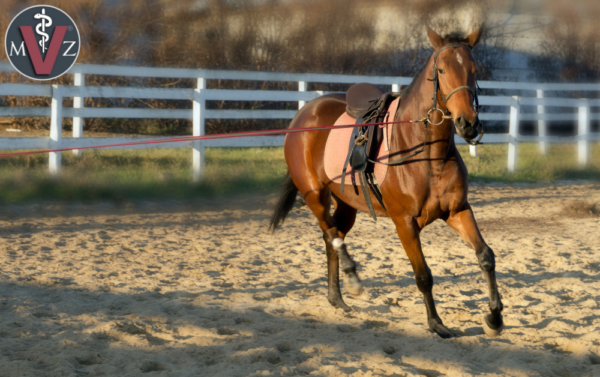 ¿Qué es la Doma de Caballos y Cuáles son sus Tipos? | Descubre la clave ...