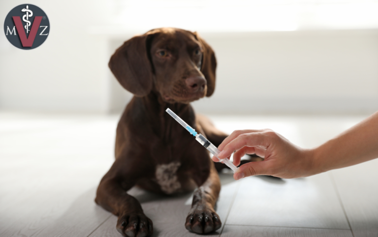 Descubriendo la Salud de Nuestros Peludos: Enfermedades más Comunes en ...