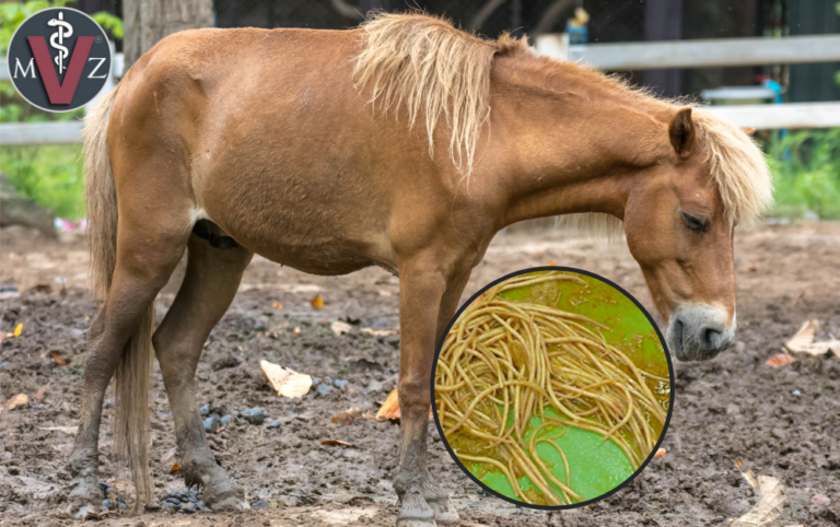 La importancia de la desparasitación: Combatiendo los parásitos ...