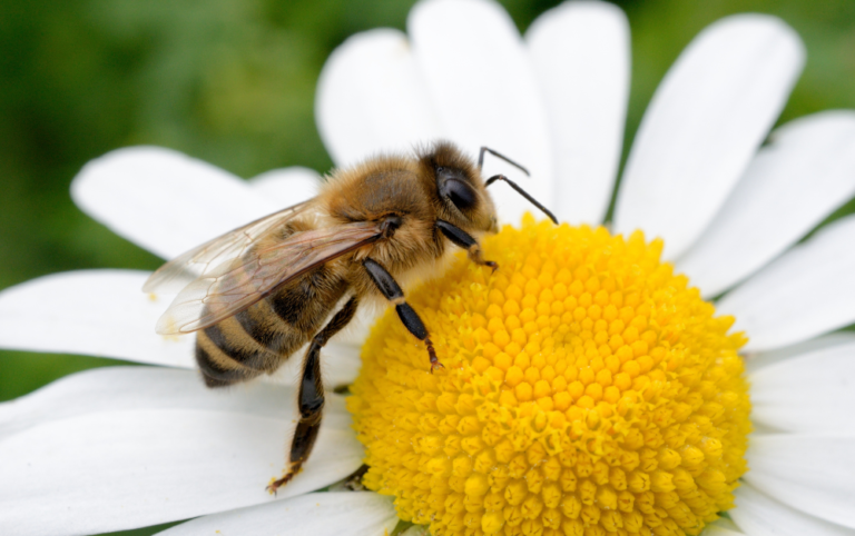 Revelado! Cómo Hacen Miel las Abejas: El Intrigante Proceso que ...