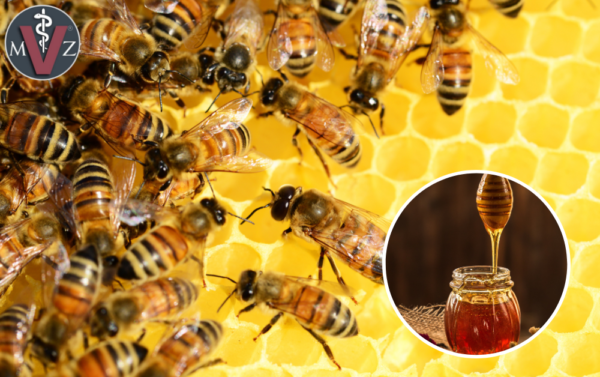 Revelado! Cómo Hacen Miel las Abejas: El Intrigante Proceso que ...