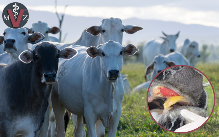 La Fiebre Aftosa: Contagiosa y Costosa » Médico Veterinario Zootecnista